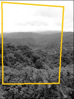 File:Stitch rainforest.jpg - BoofCV